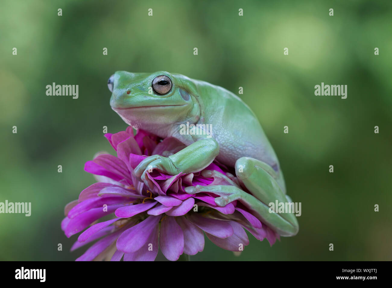 Frog hi-res stock photography and images - Alamy