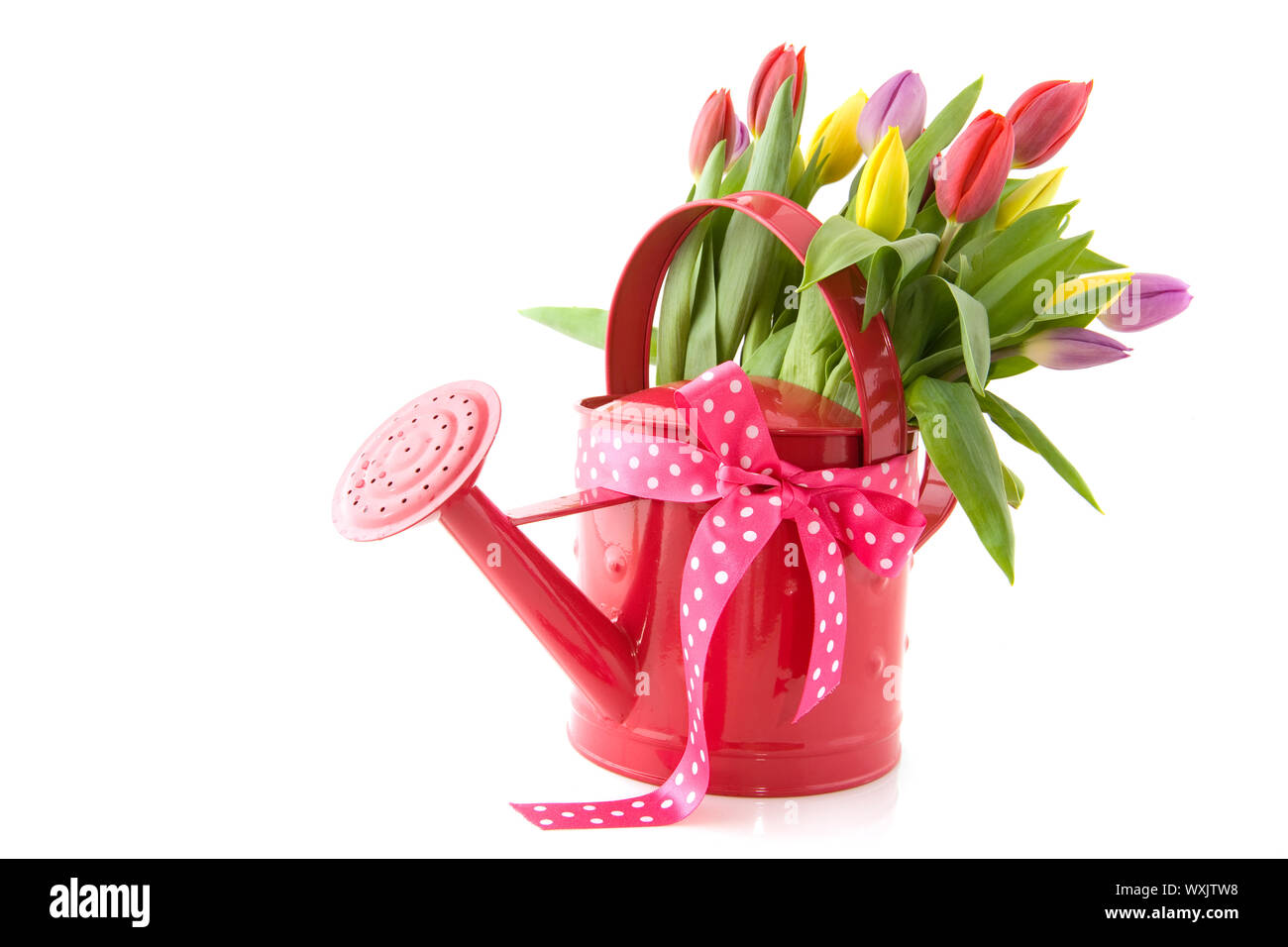 Pink watering can with colorful tulips on white Stock Photo - Alamy
