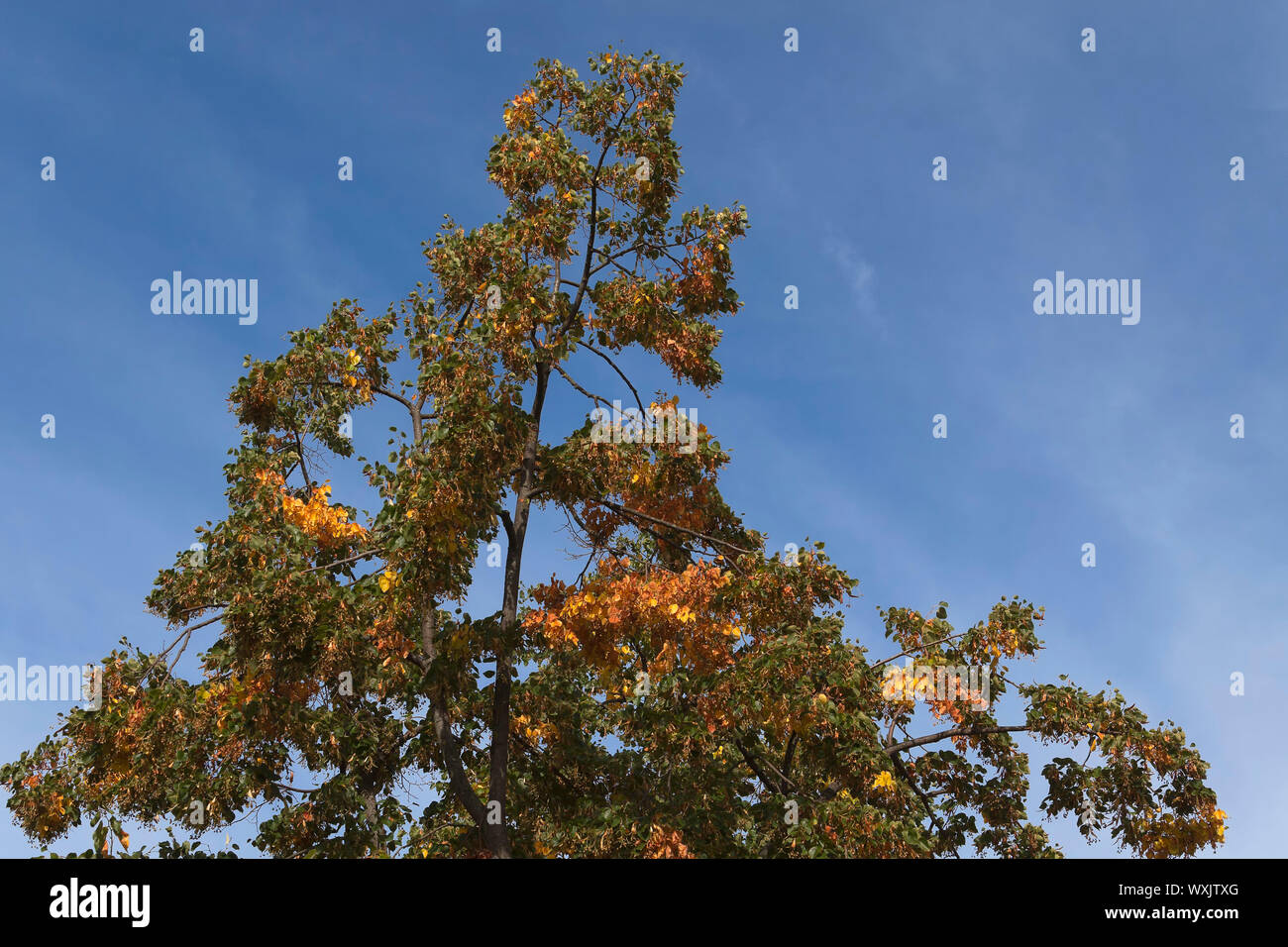 Dried leaves of a deciduous tree in the forest Stock Photo - Alamy