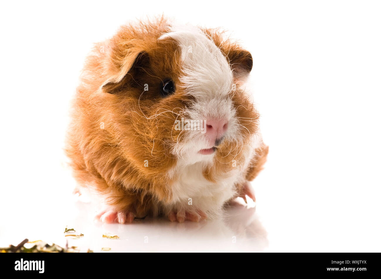 baby guinea pig. texel. isolated on the white Stock Photo - Alamy