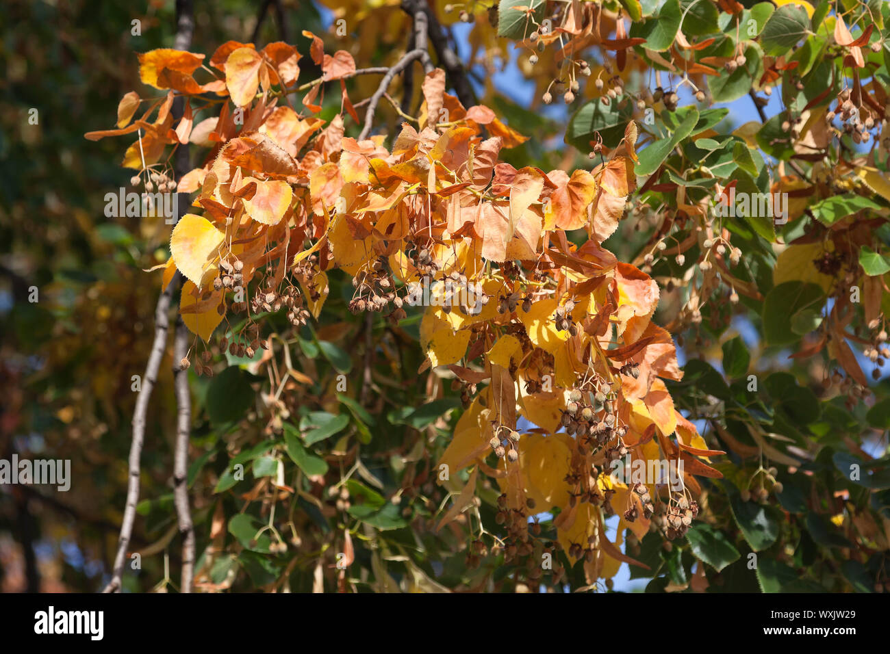 Dried leaves of a deciduous tree in the forest Stock Photo - Alamy