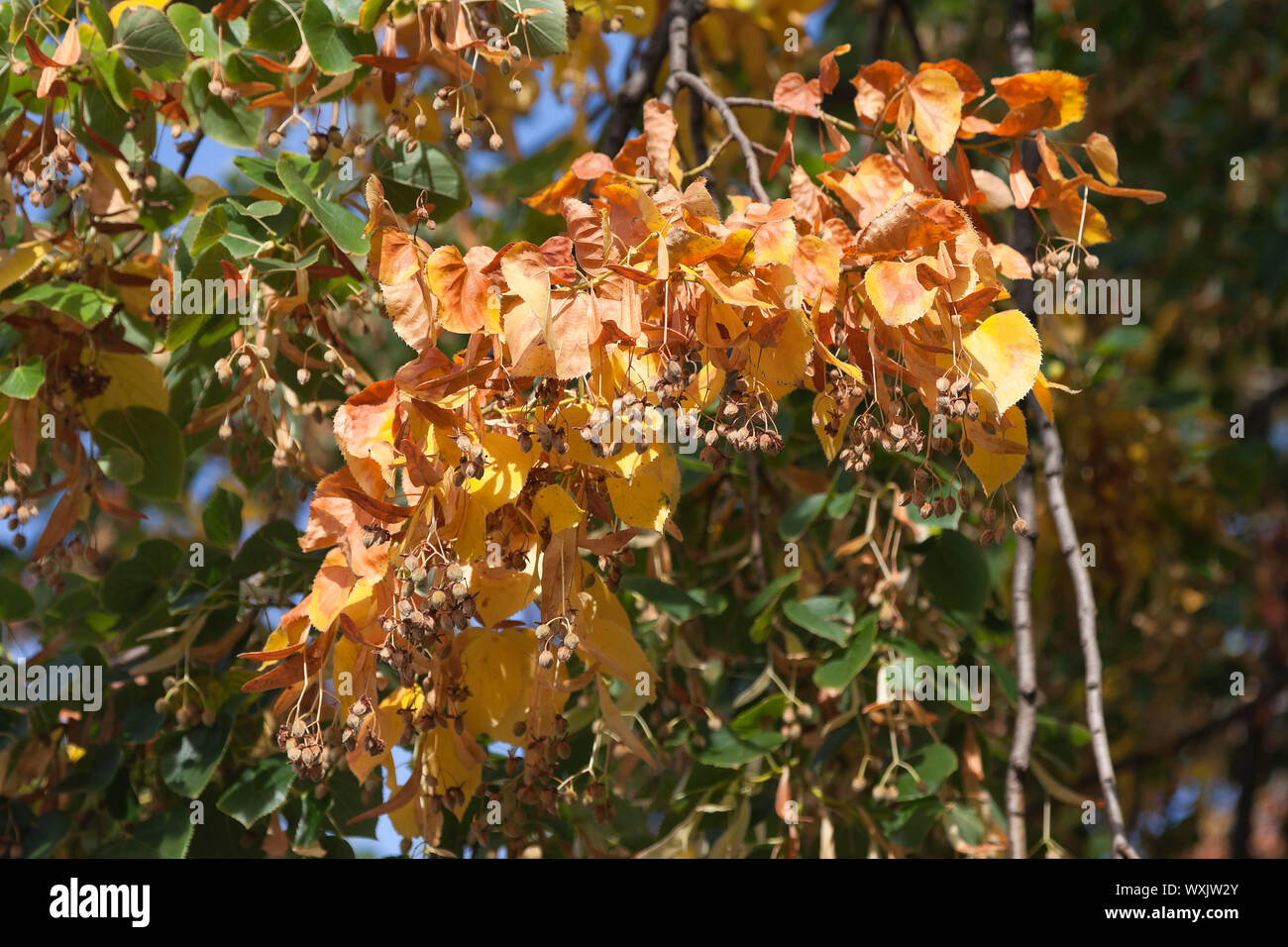 Dried leaves of a deciduous tree in the forest Stock Photo - Alamy
