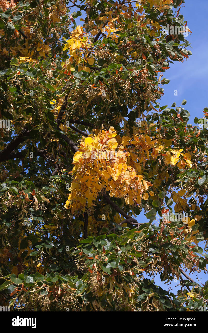 Dried leaves of a deciduous tree in the forest Stock Photo - Alamy