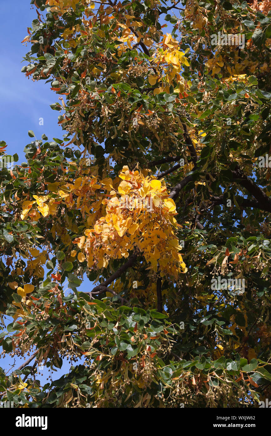 Dried leaves of a deciduous tree in the forest Stock Photo - Alamy