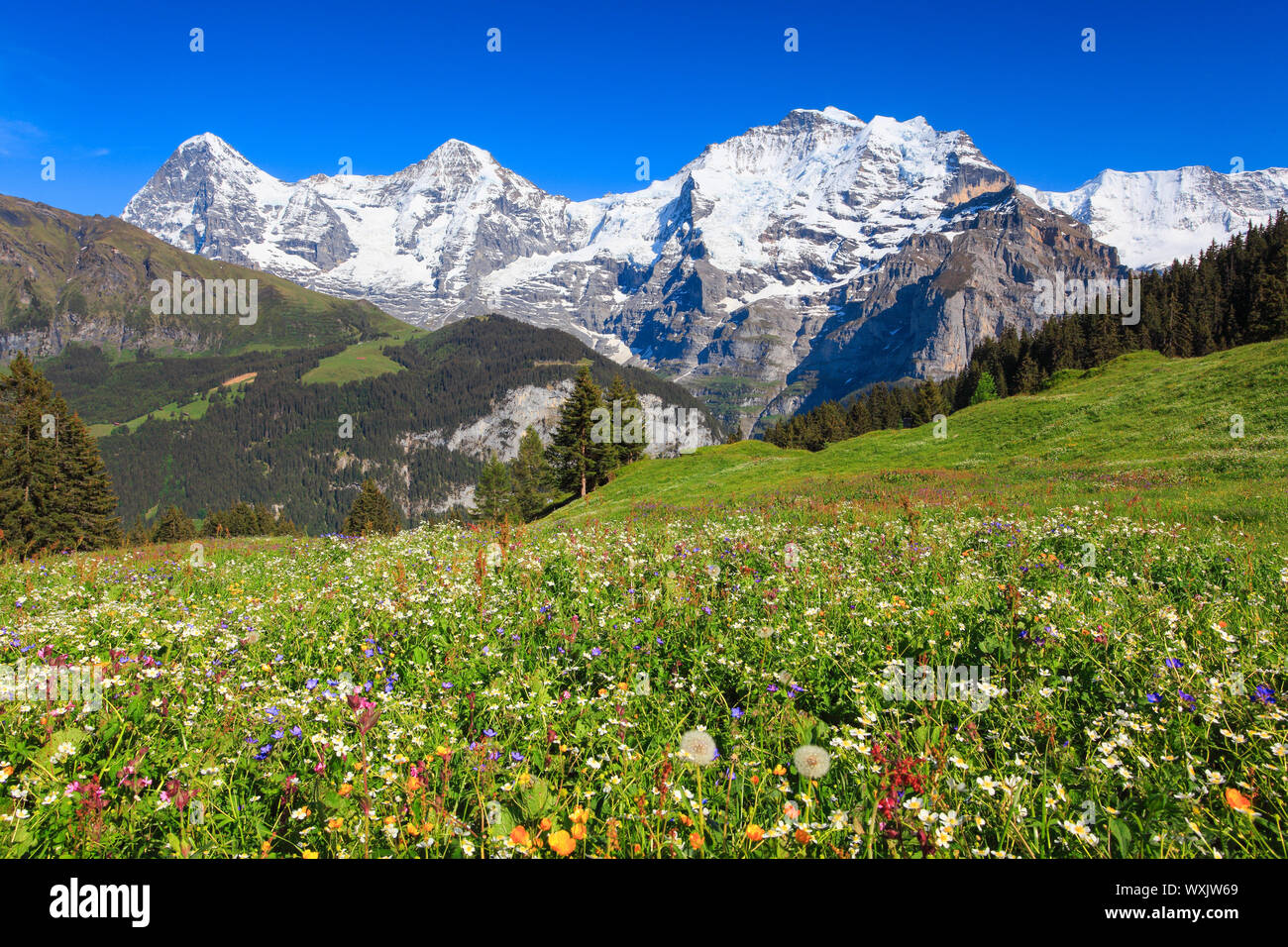The mountains Eiger (3967 m), Moench (4107 m) and Jungfrau (4158 m ...
