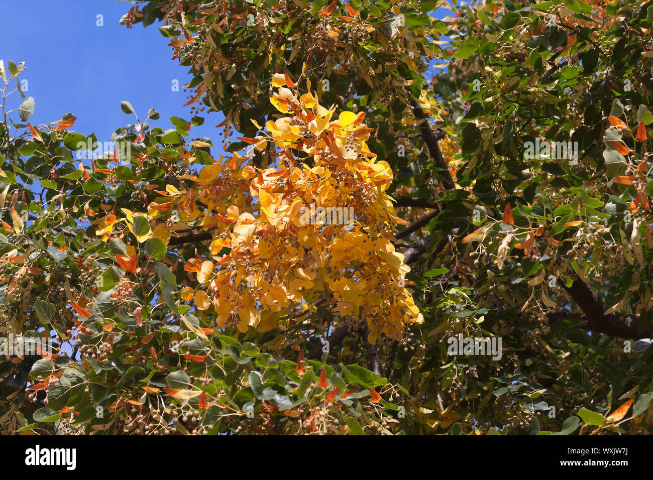 Dried leaves of a deciduous tree in the forest Stock Photo - Alamy