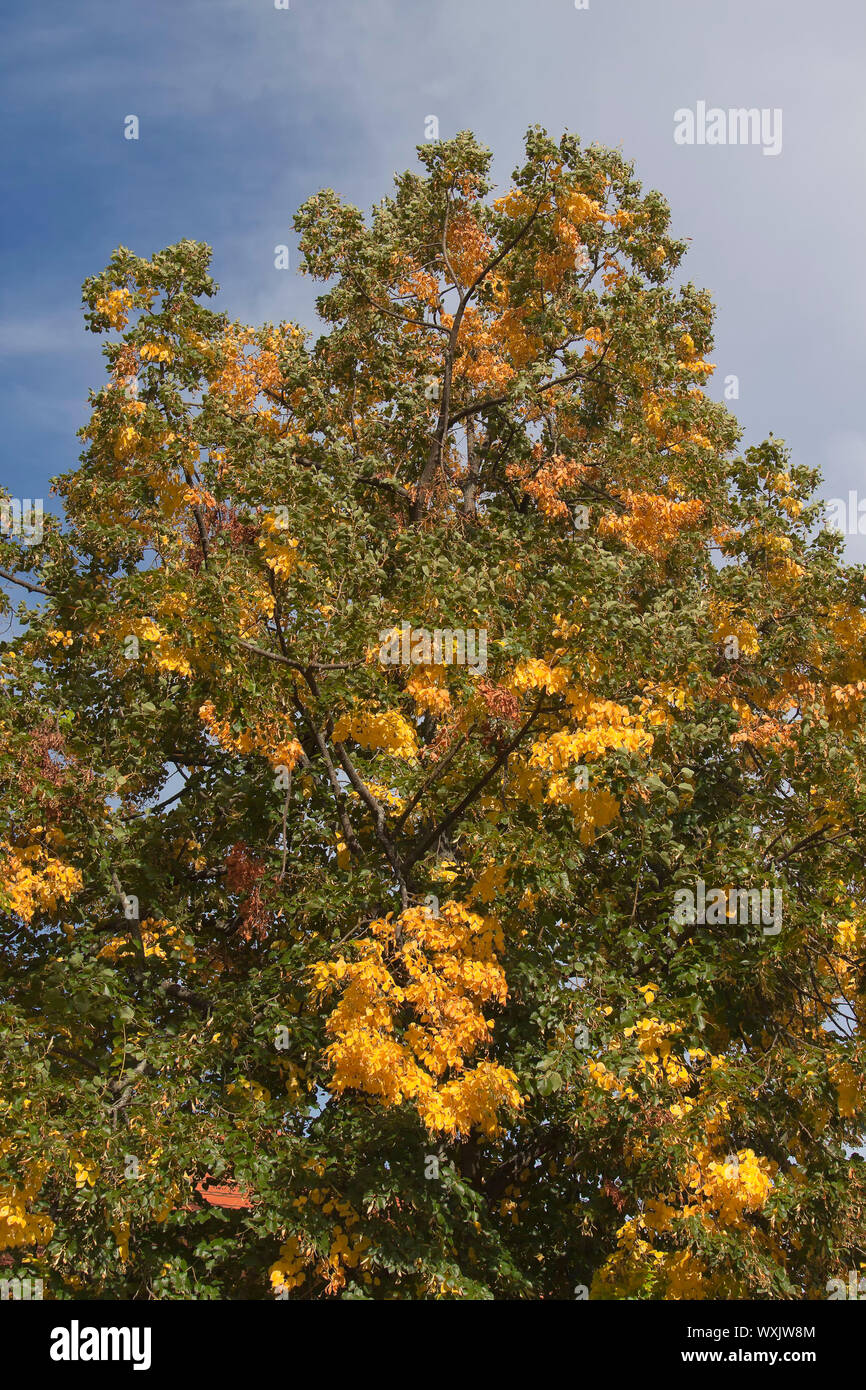 Dried leaves of a deciduous tree in the forest Stock Photo - Alamy