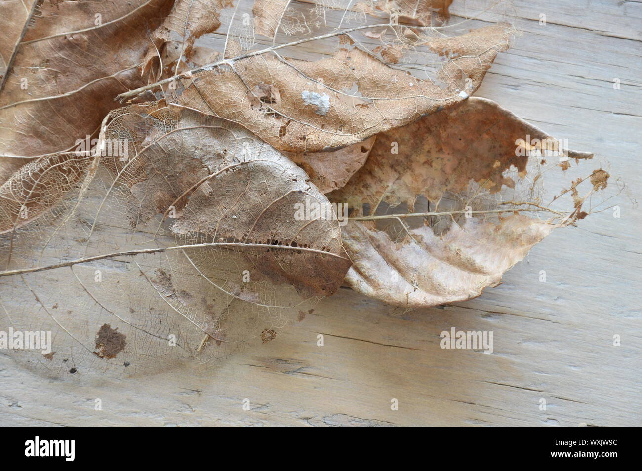 dry brown leaf decompose structure on wooden board Stock Photo - Alamy