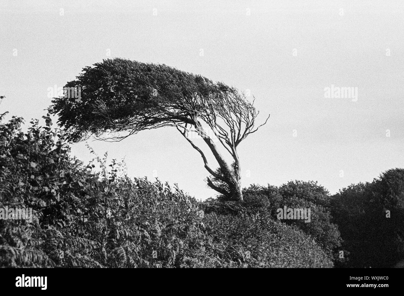 Windswept trees near Totnes, Devon, England, United Kingdom Stock Photo ...