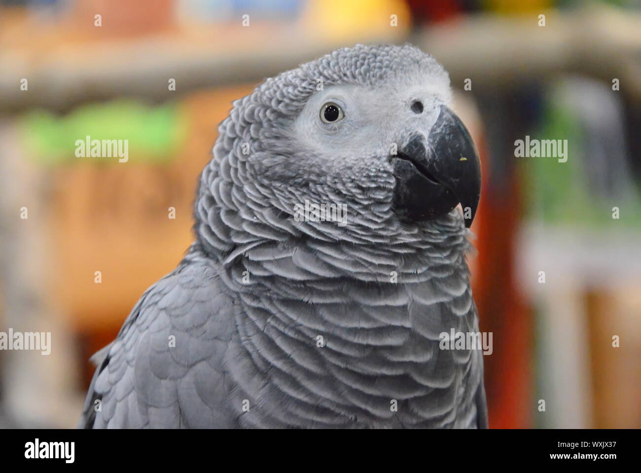 African gray parrot face portrait Stock Photo - Alamy