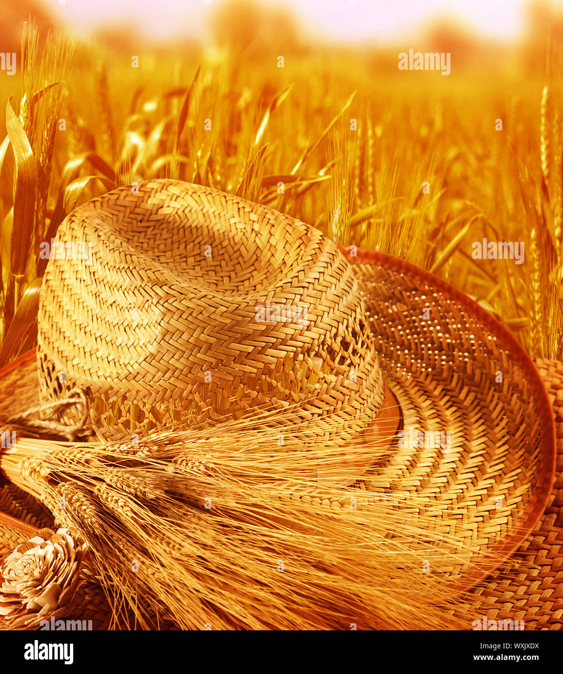 Summer autumn fall wheatfield hi-res stock photography and images - Alamy