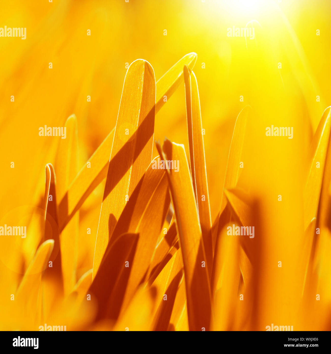 Yellow Aesthetic Wallpaper Nature
