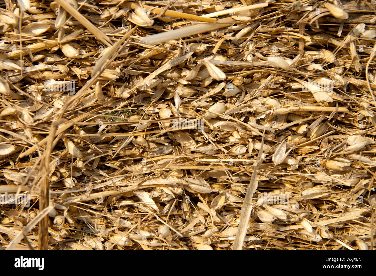 image of pressed straw with husk Stock Photo - Alamy