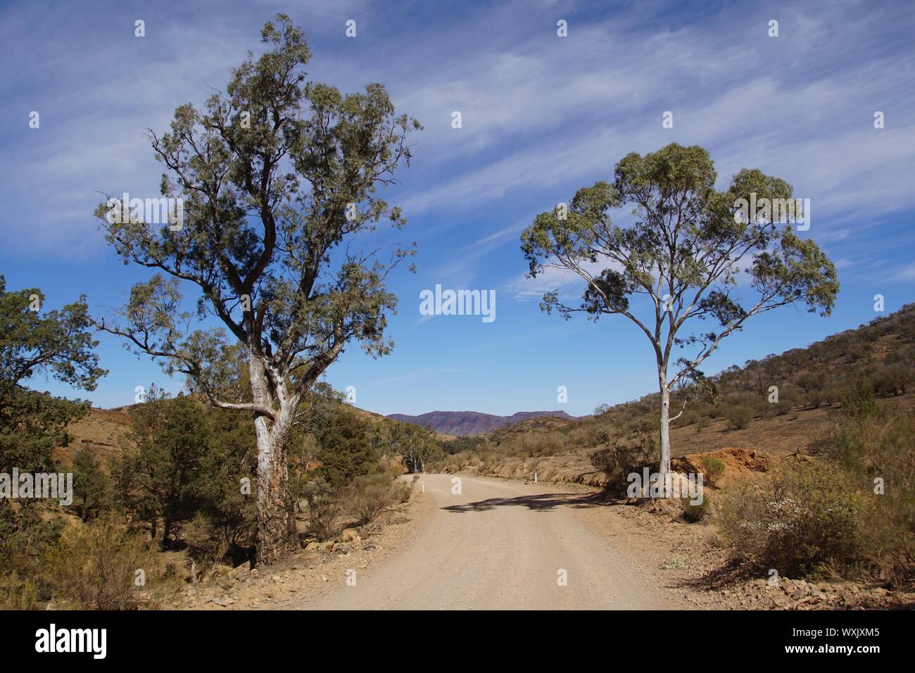 Classic Flinders Ranges Landscape with two Gum Trees flanking a Dirt ...