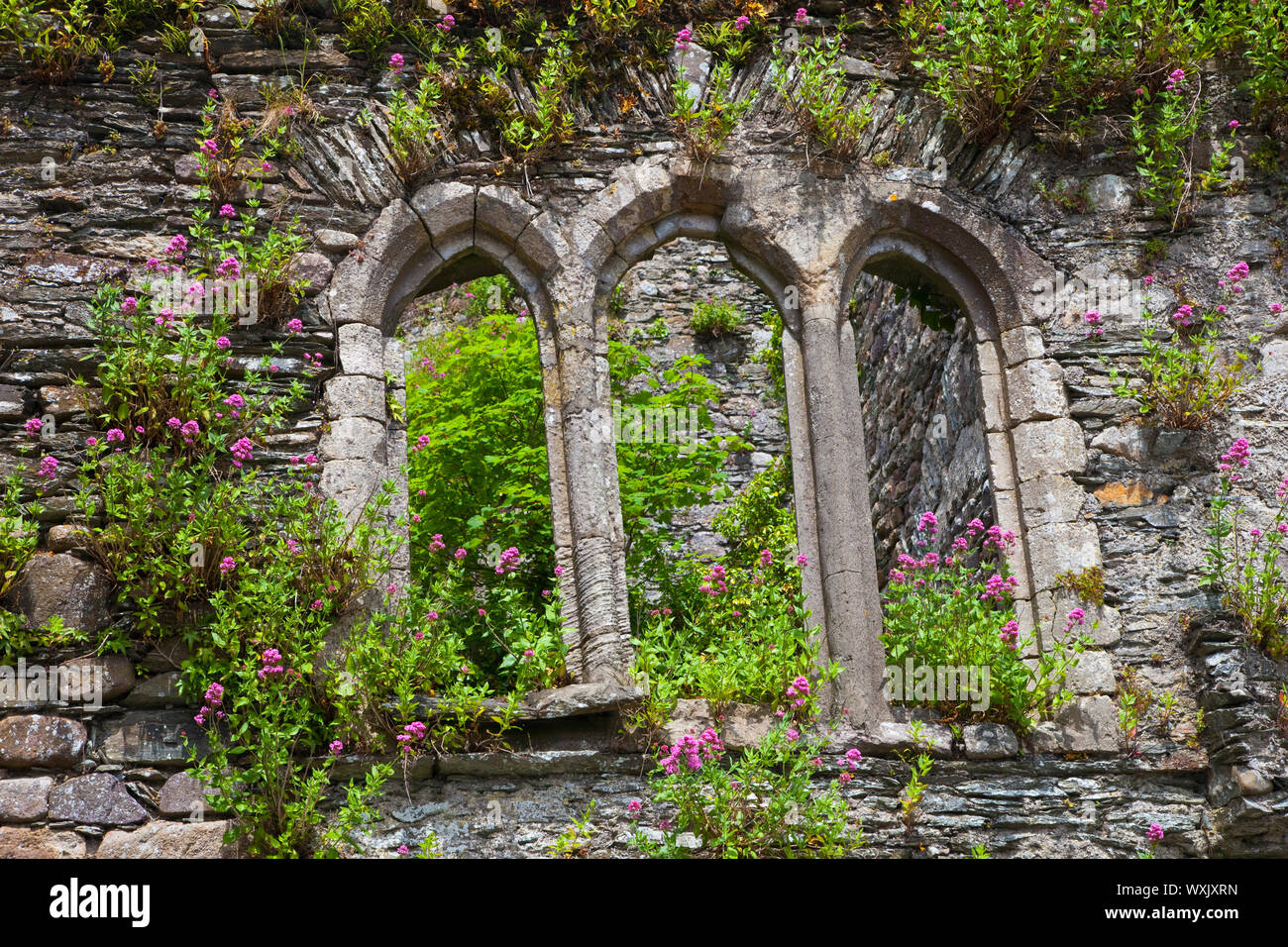 Torre del Black Castle. Pueblo Inistioge. Condado de Kilkenny. Sureste ...