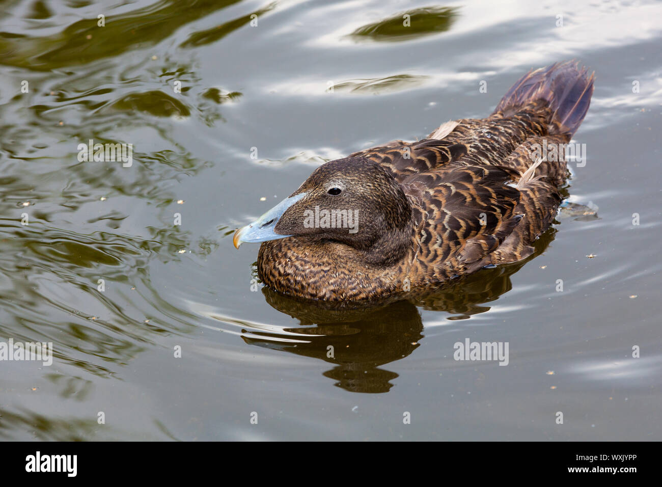 duck on the lake Stock Photo - Alamy