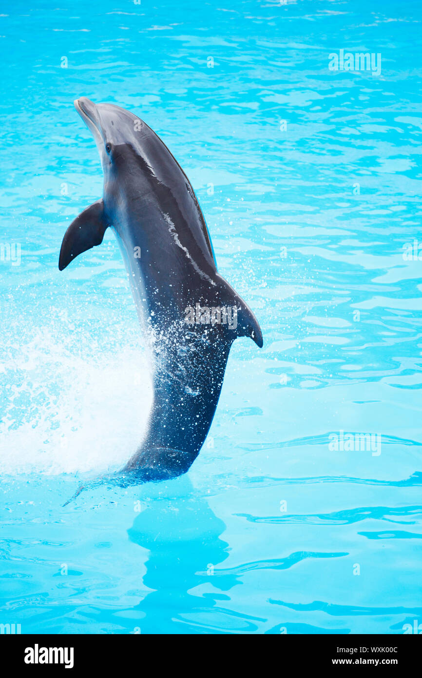 Dolphin dancing during dolphins show Stock Photo - Alamy
