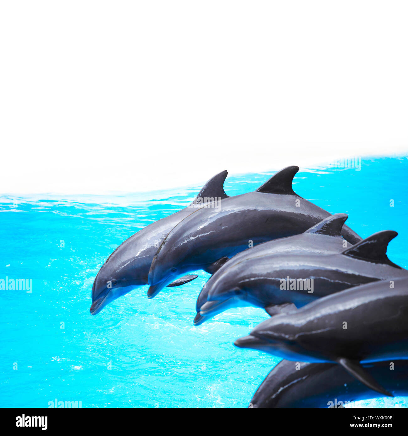 Dolphin dancing during dolphins show Stock Photo - Alamy