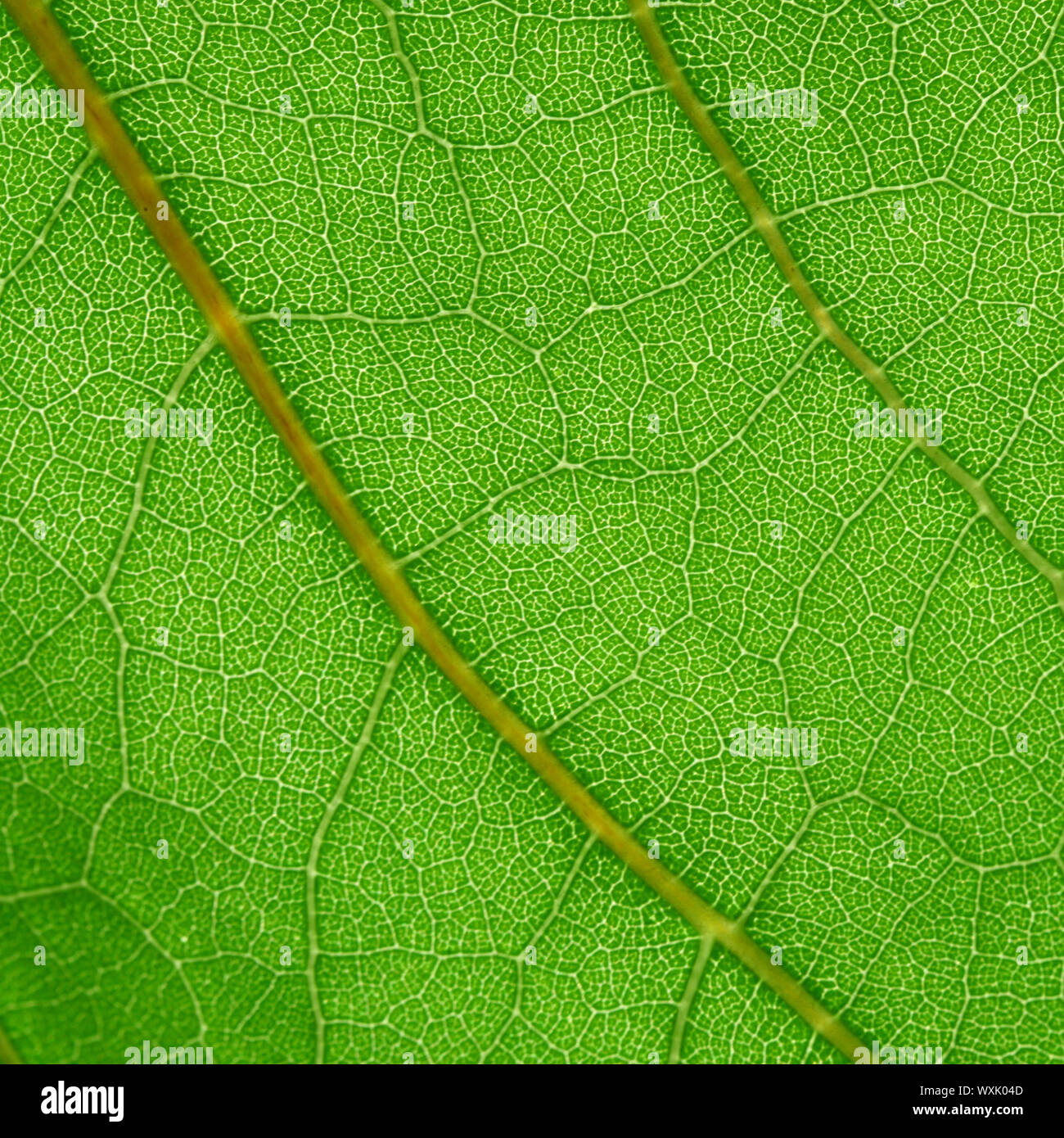 summer green leaf macro close up Stock Photo - Alamy