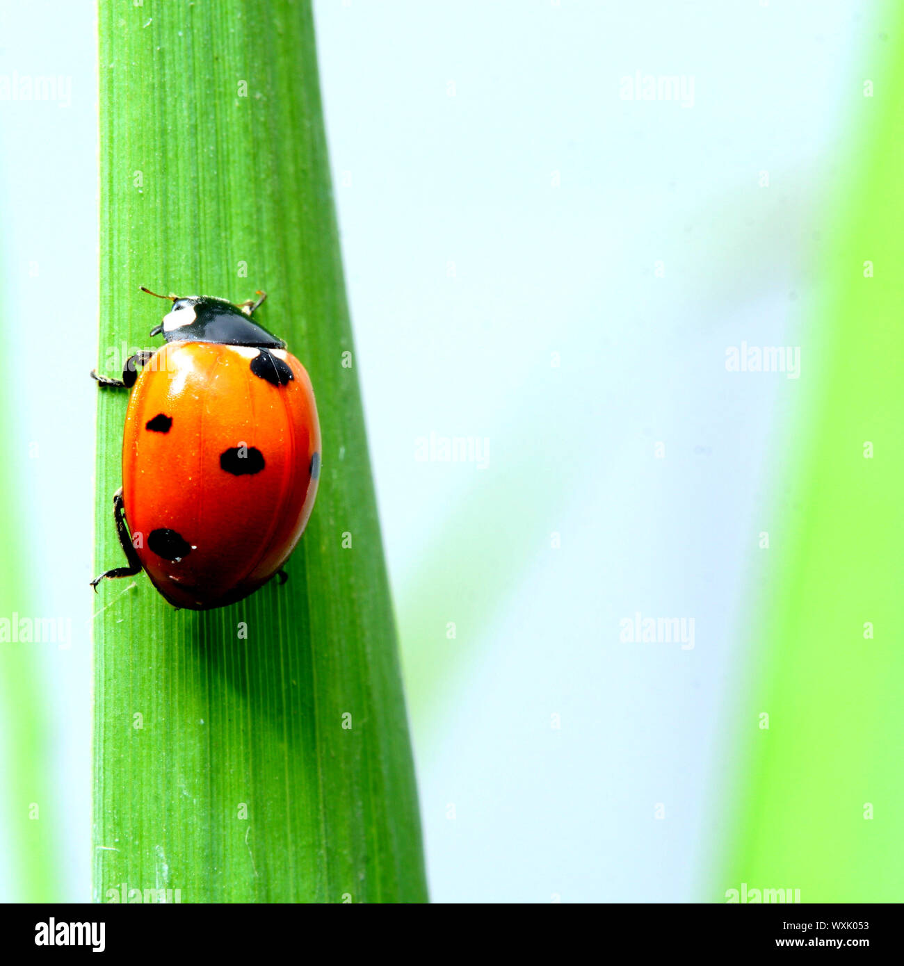 ladybug on grass isolated on white Stock Photo - Alamy