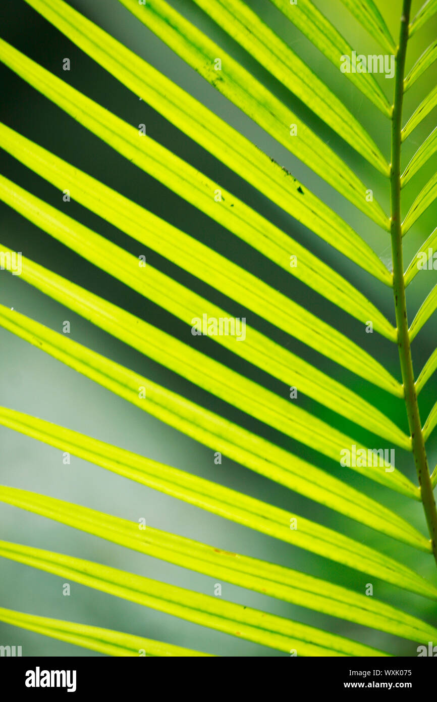 Palm tree leaf in sunlight close-up Stock Photo - Alamy