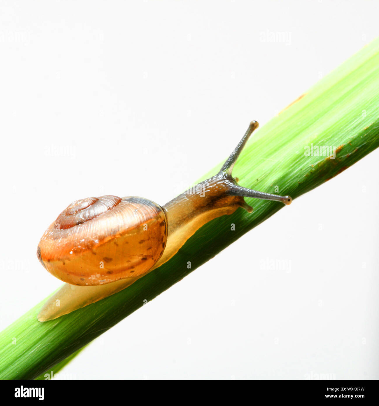 little shell on grass isolated on white Stock Photo - Alamy