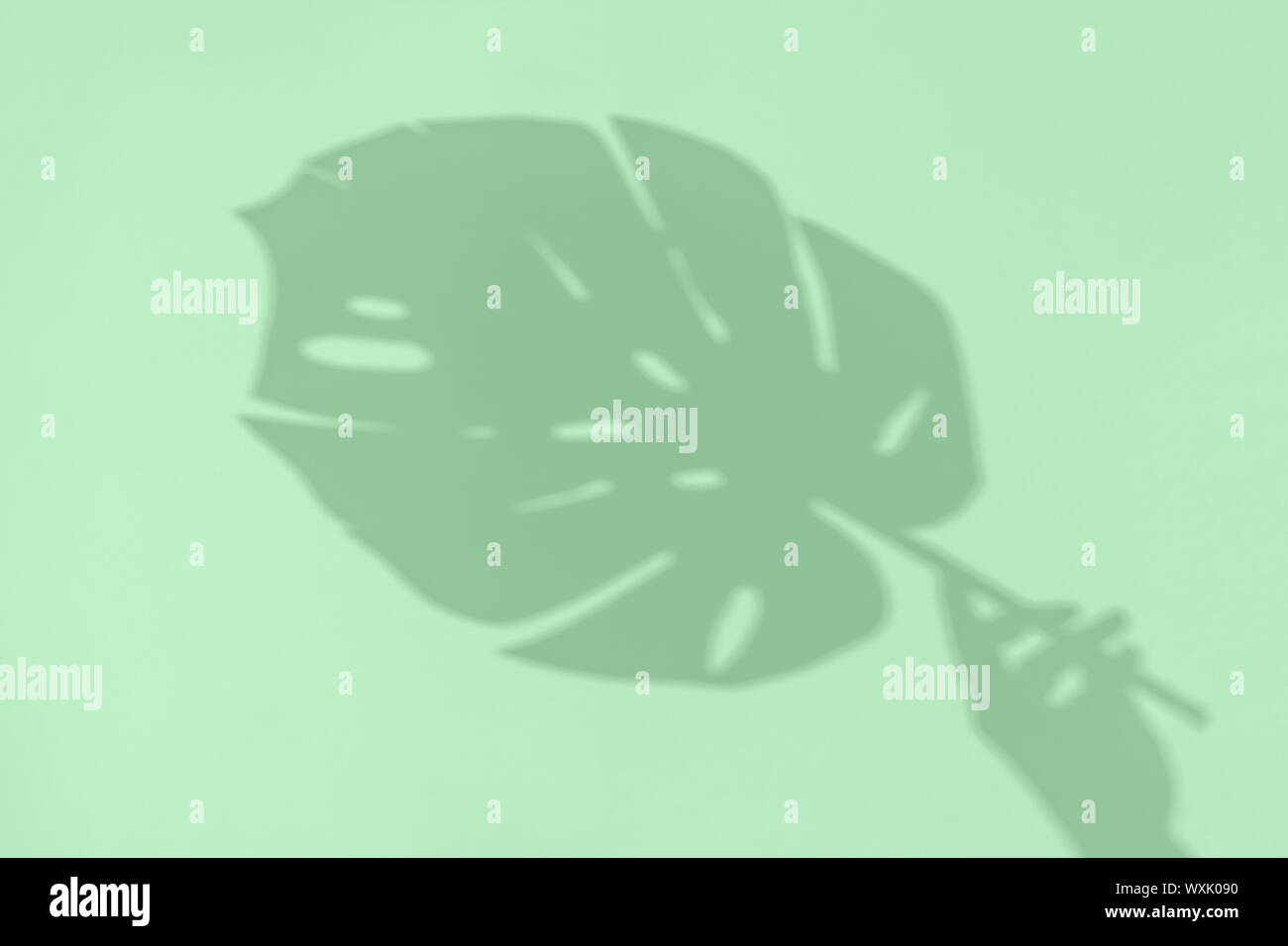 Green mint shadow from monstera on the paper. Abstraction. Photo ...