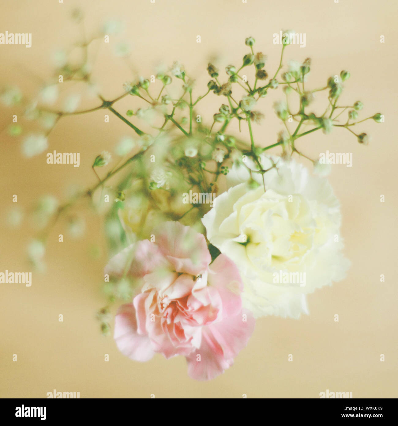 Ornamental flower with retro filter effect Stock Photo - Alamy