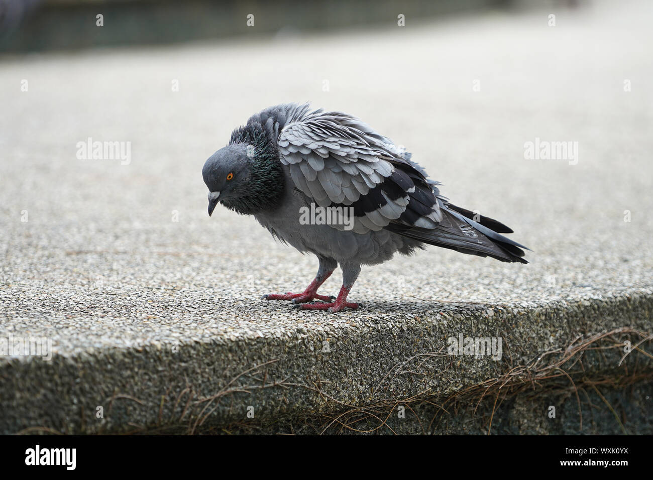 Dove bird close up zoom sharp high quality Stock Photo - Alamy