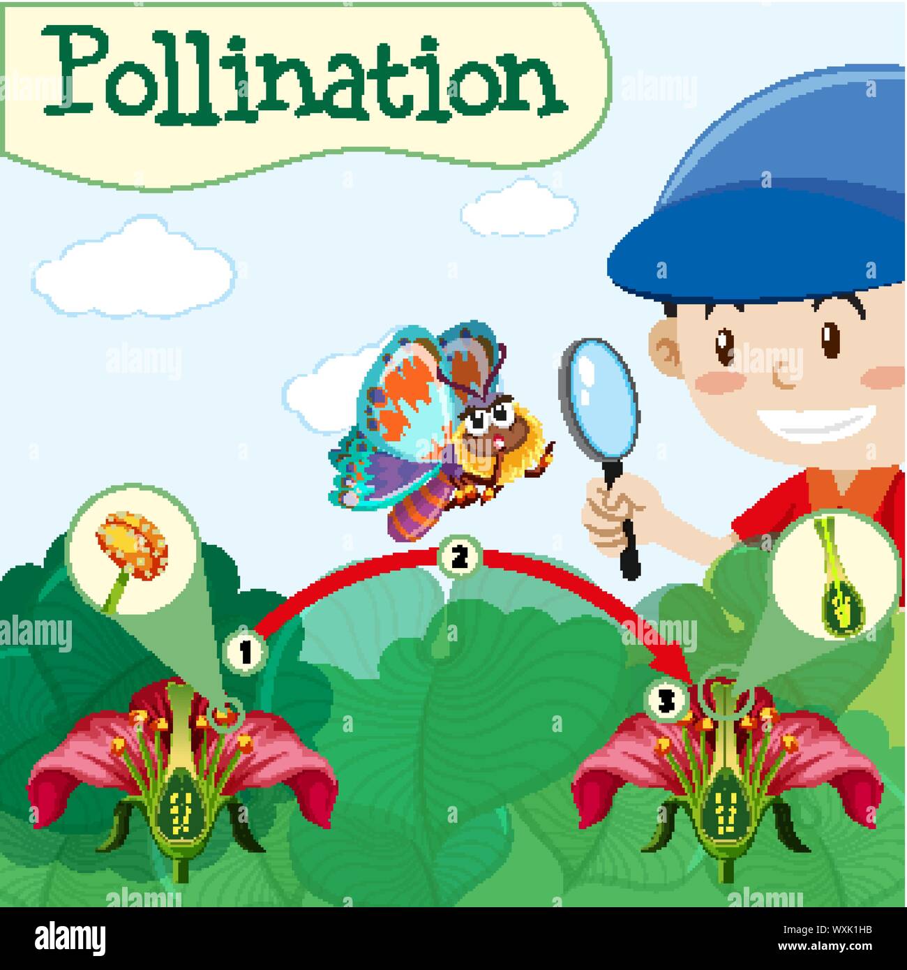 Pollination diagram with boy and flower illustration Stock Vector Image ...
