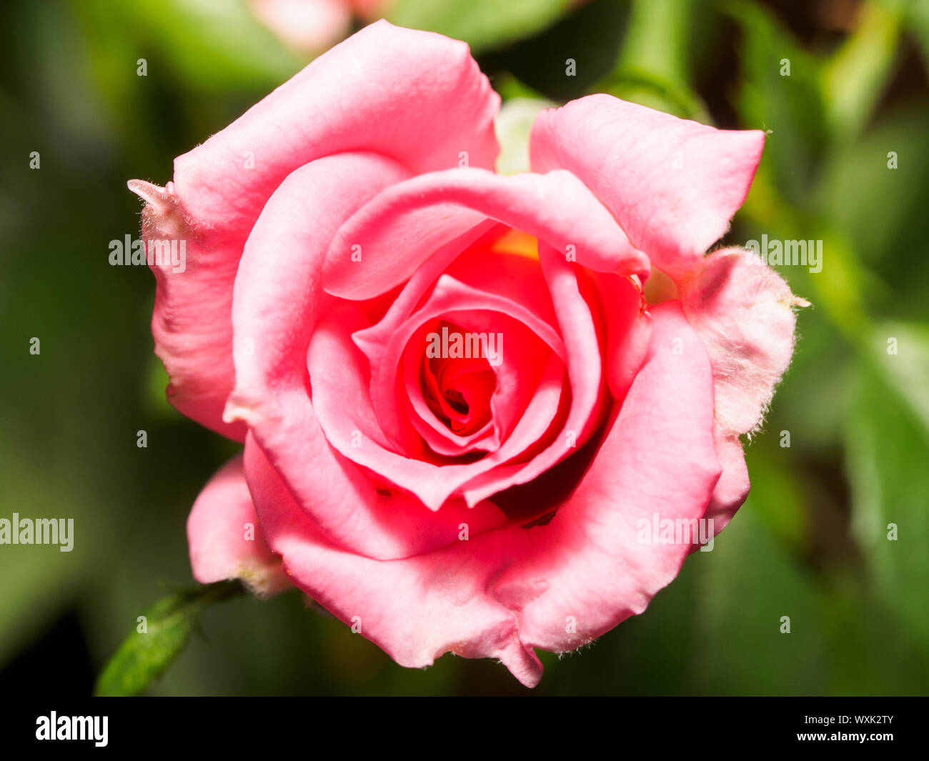 Rose horizontal hi-res stock photography and images - Alamy