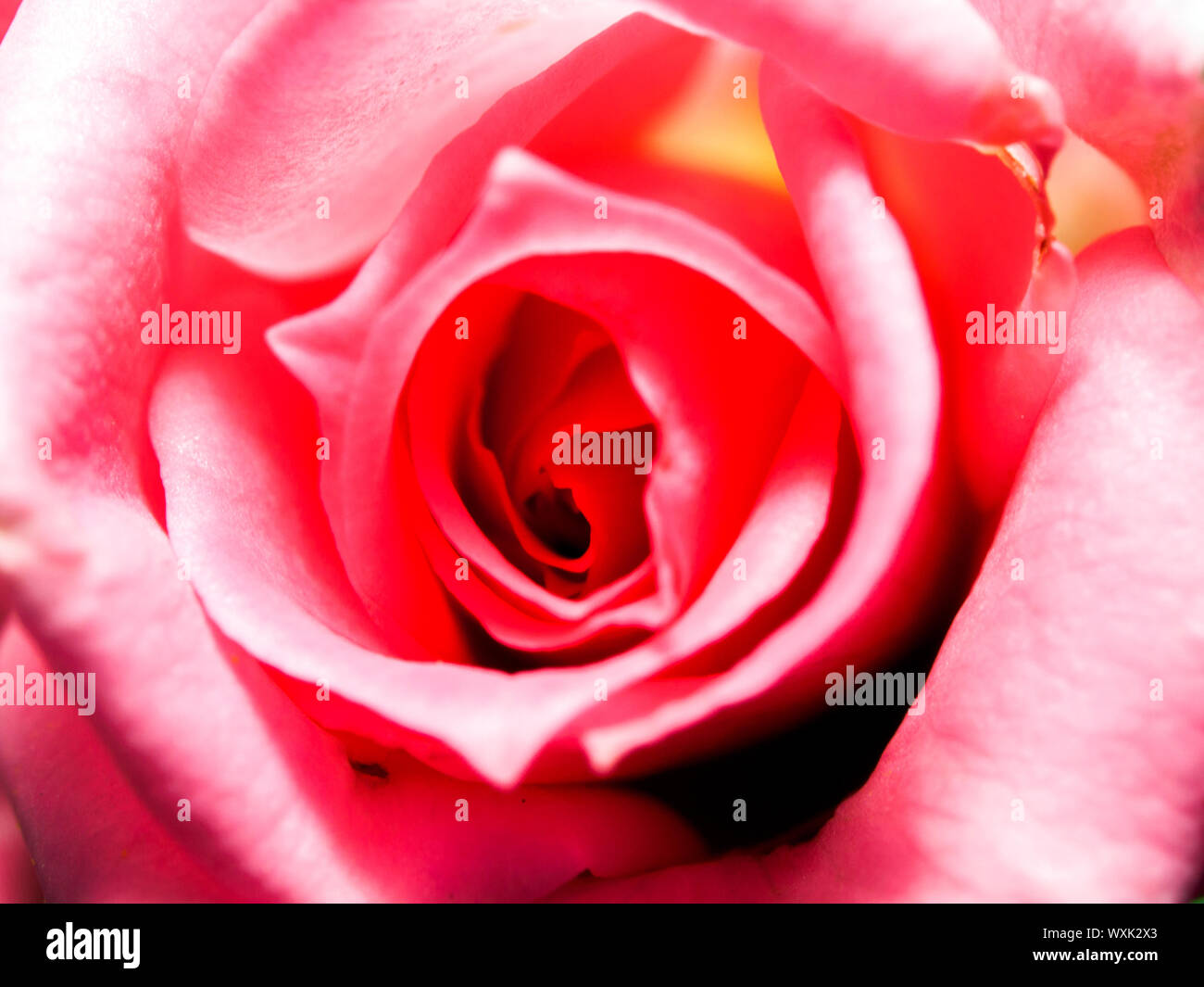 Pink horizontal hi-res stock photography and images - Alamy
