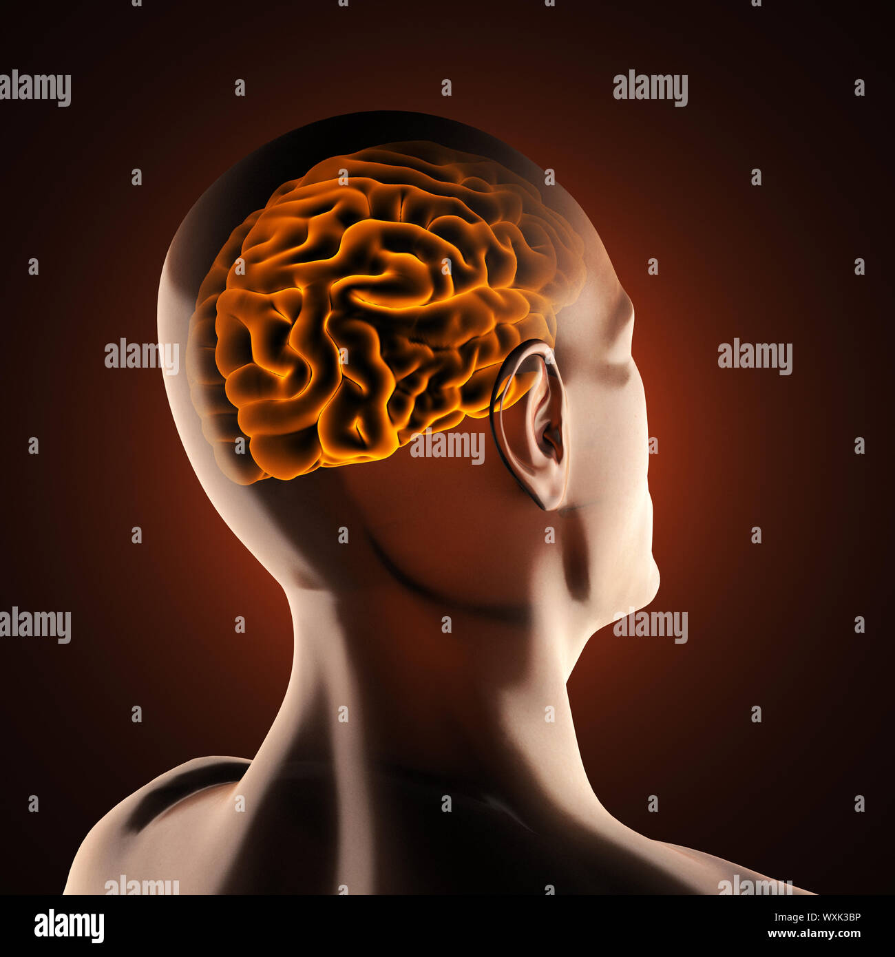 human brain radiography scan Stock Photo - Alamy
