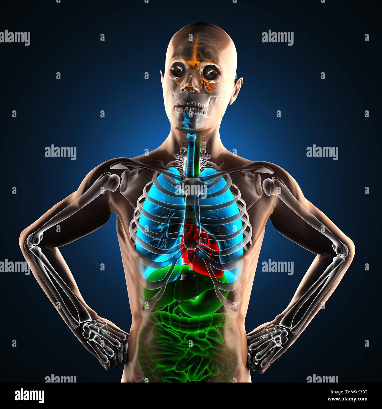 human entrails radiography scan Stock Photo - Alamy