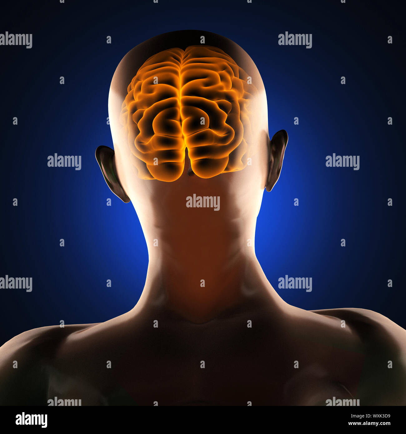 human brain radiography scan Stock Photo - Alamy