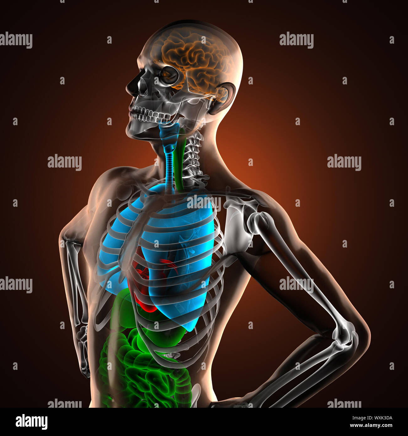human entrails radiography scan Stock Photo - Alamy