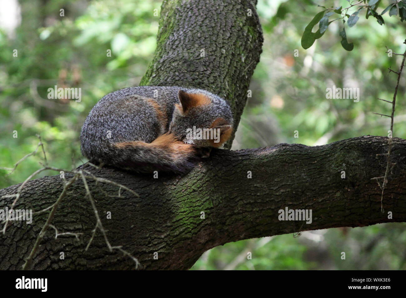 A Gray Fox naps high up in a tree Stock Photo - Alamy