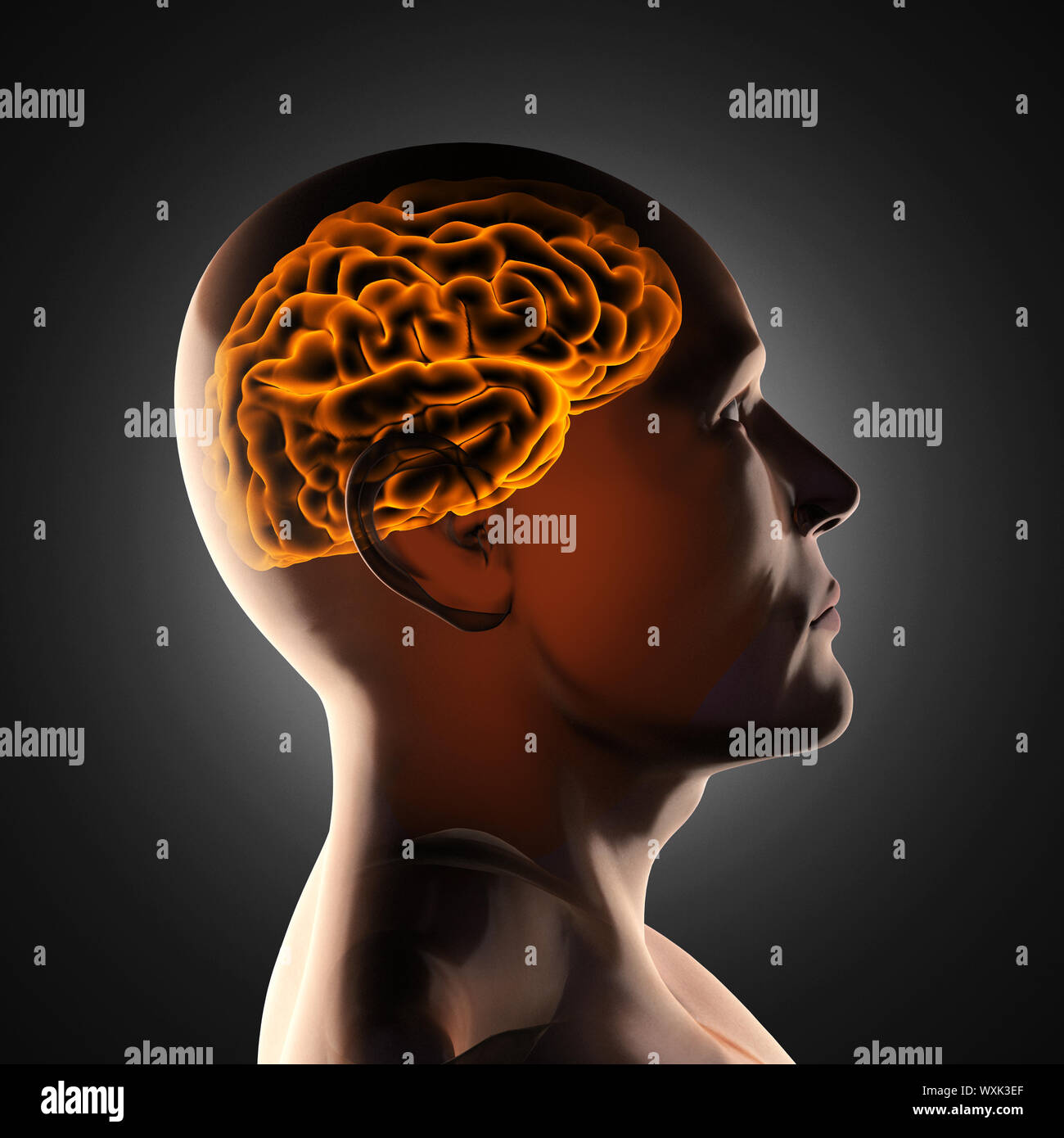human brain radiography scan Stock Photo - Alamy