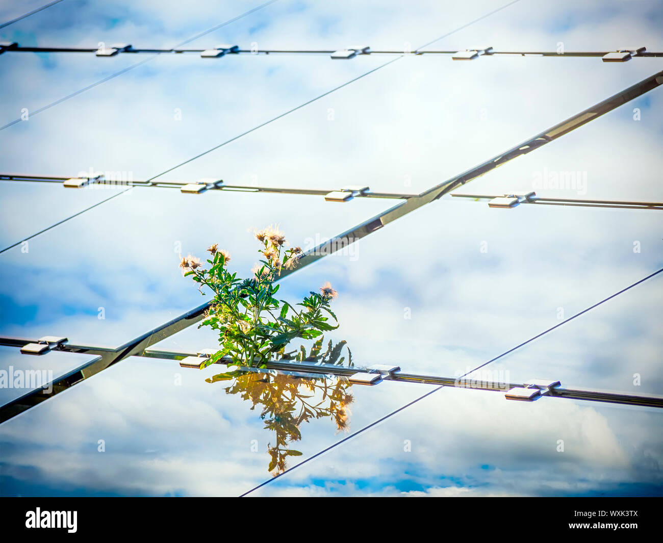 Plant growing through a solar panel Stock Photo - Alamy