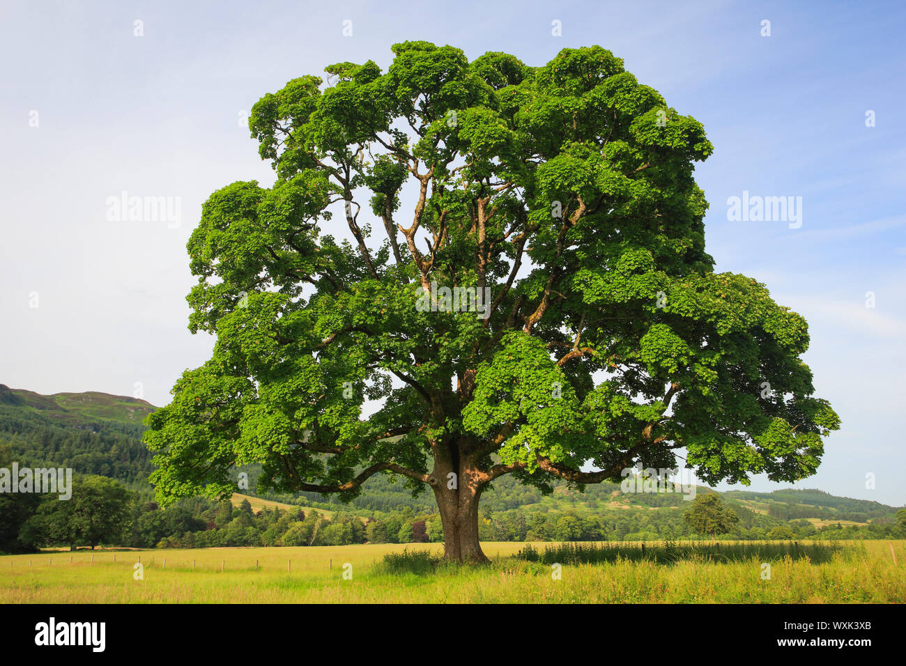 Maple (Acer sp.). Solitary tree in summer. Switzerland Stock Photo - Alamy