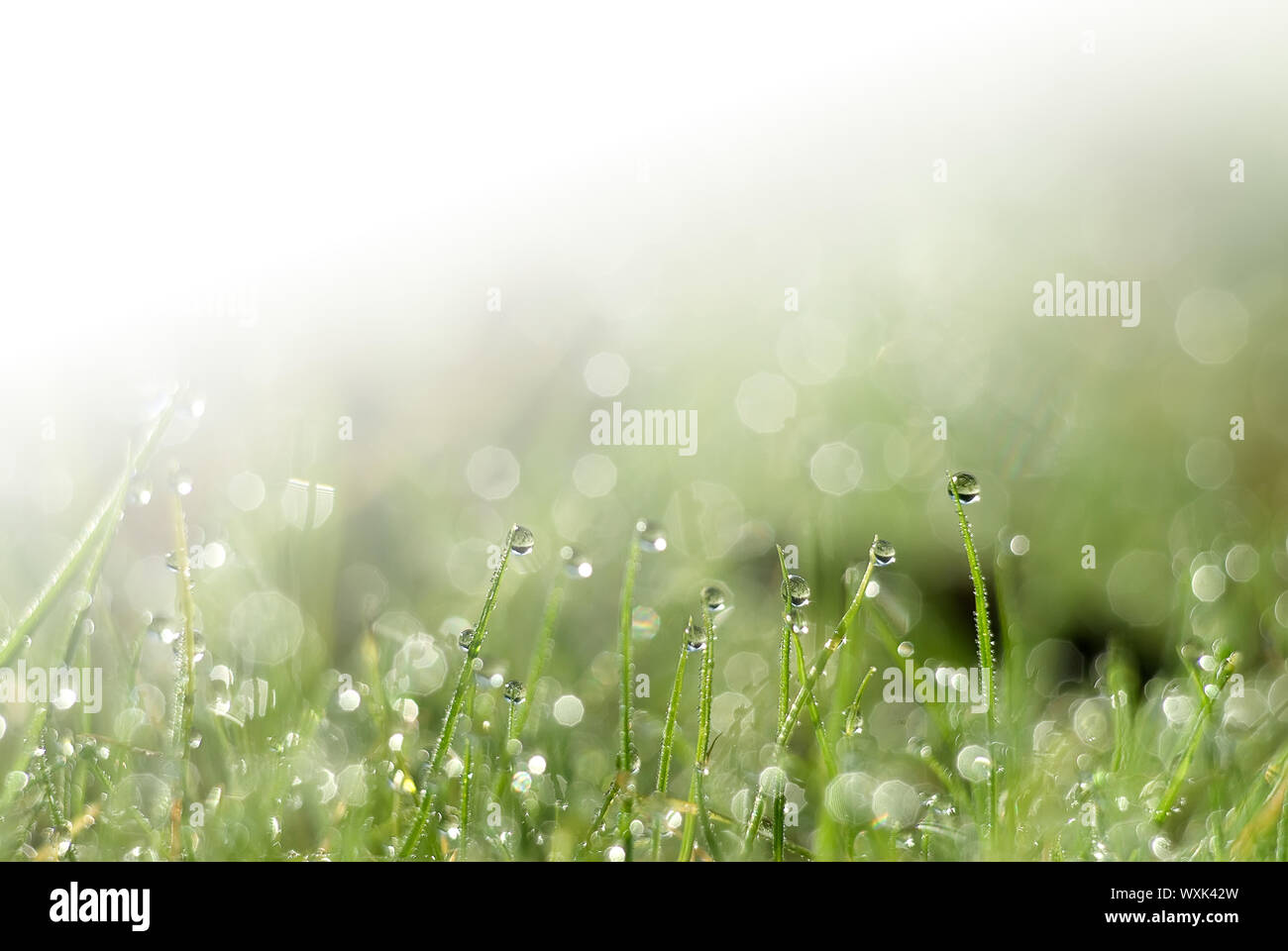 It is a macro scene of small water and plants Stock Photo - Alamy