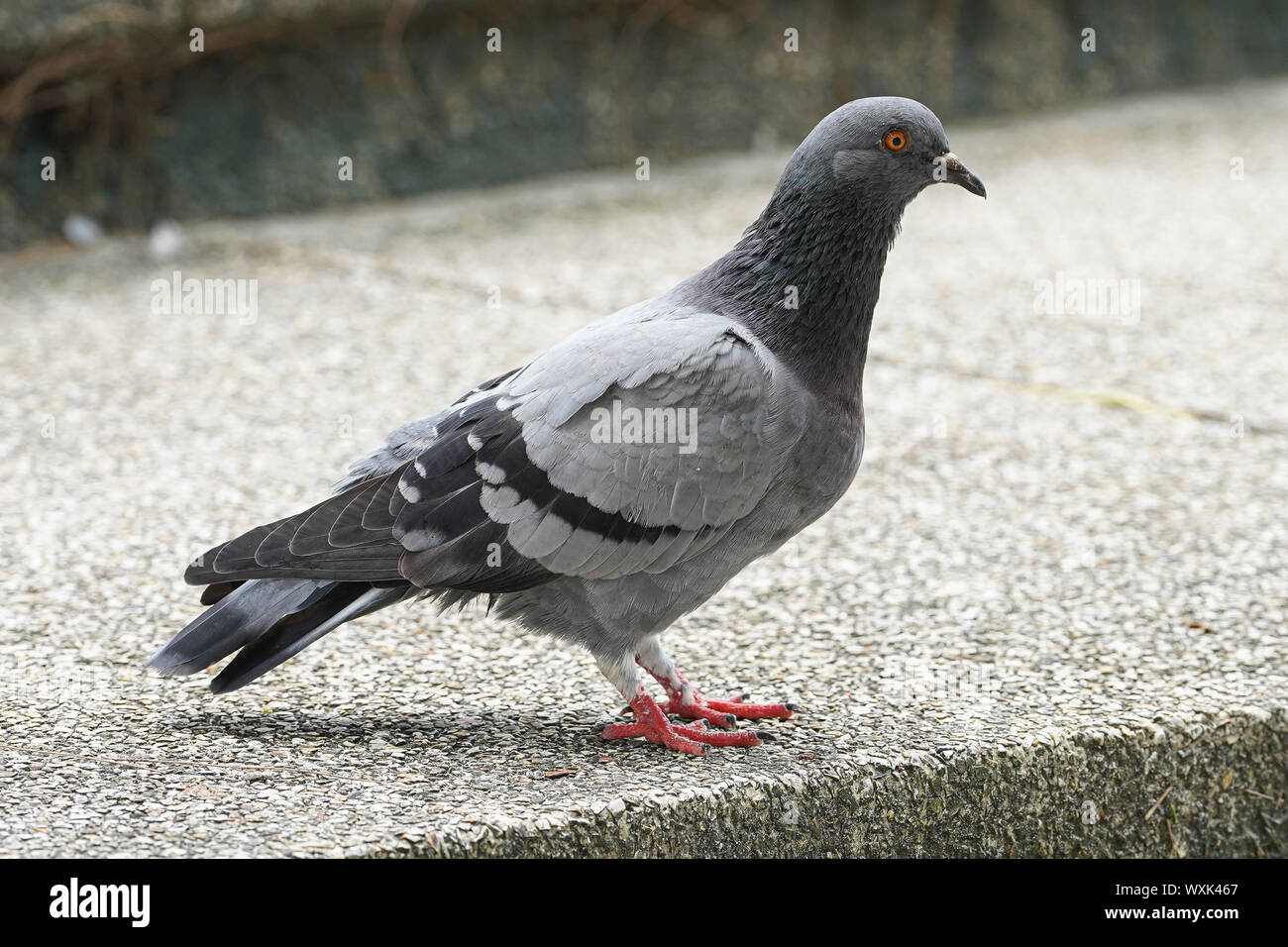 Dove bird close up zoom sharp high quality Stock Photo - Alamy
