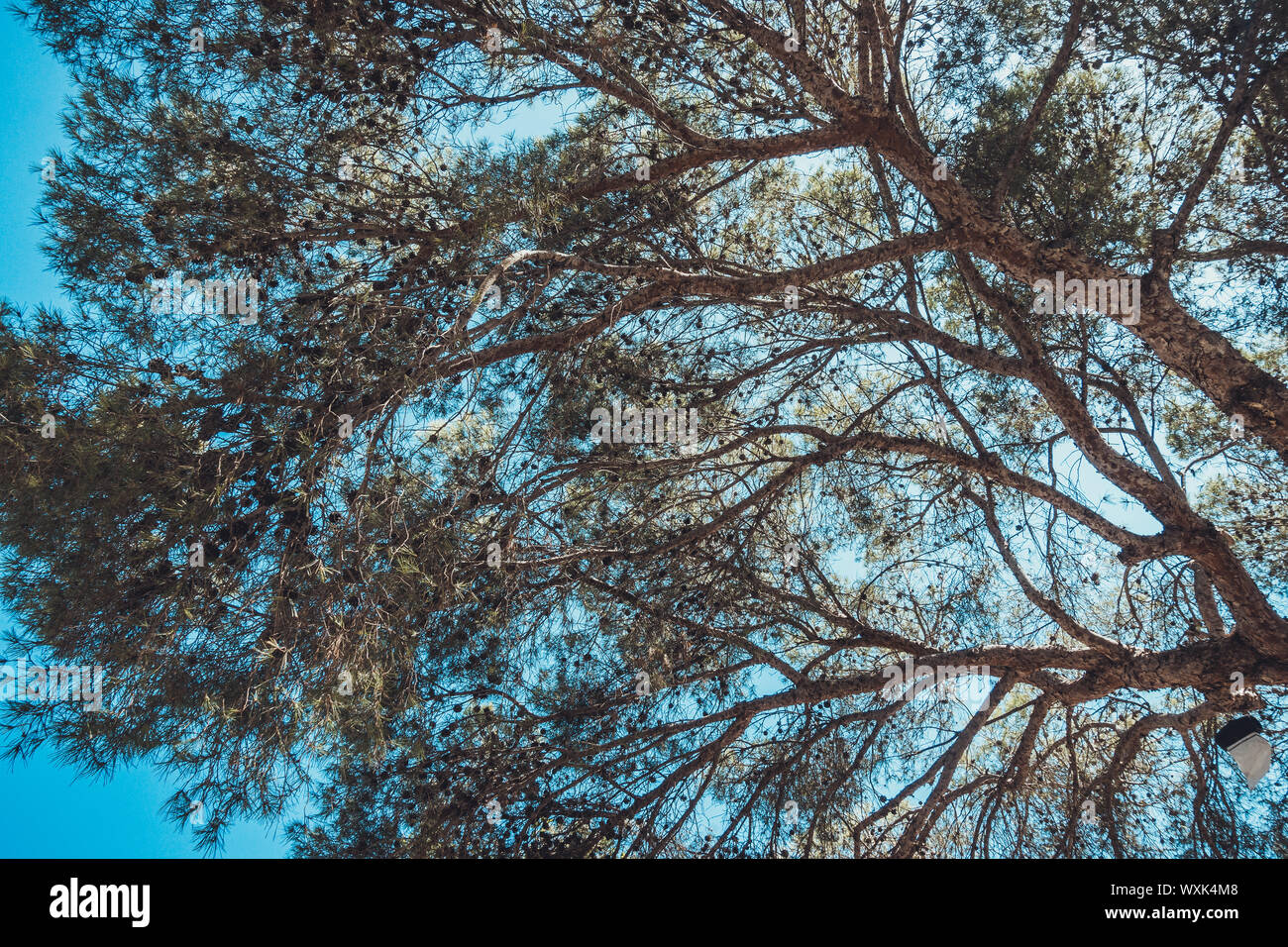 green treetop at majorca in warm colors Stock Photo - Alamy