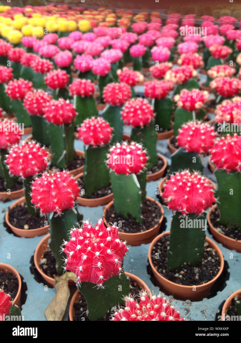 Colorful pink cactus hi-res stock photography and images - Alamy