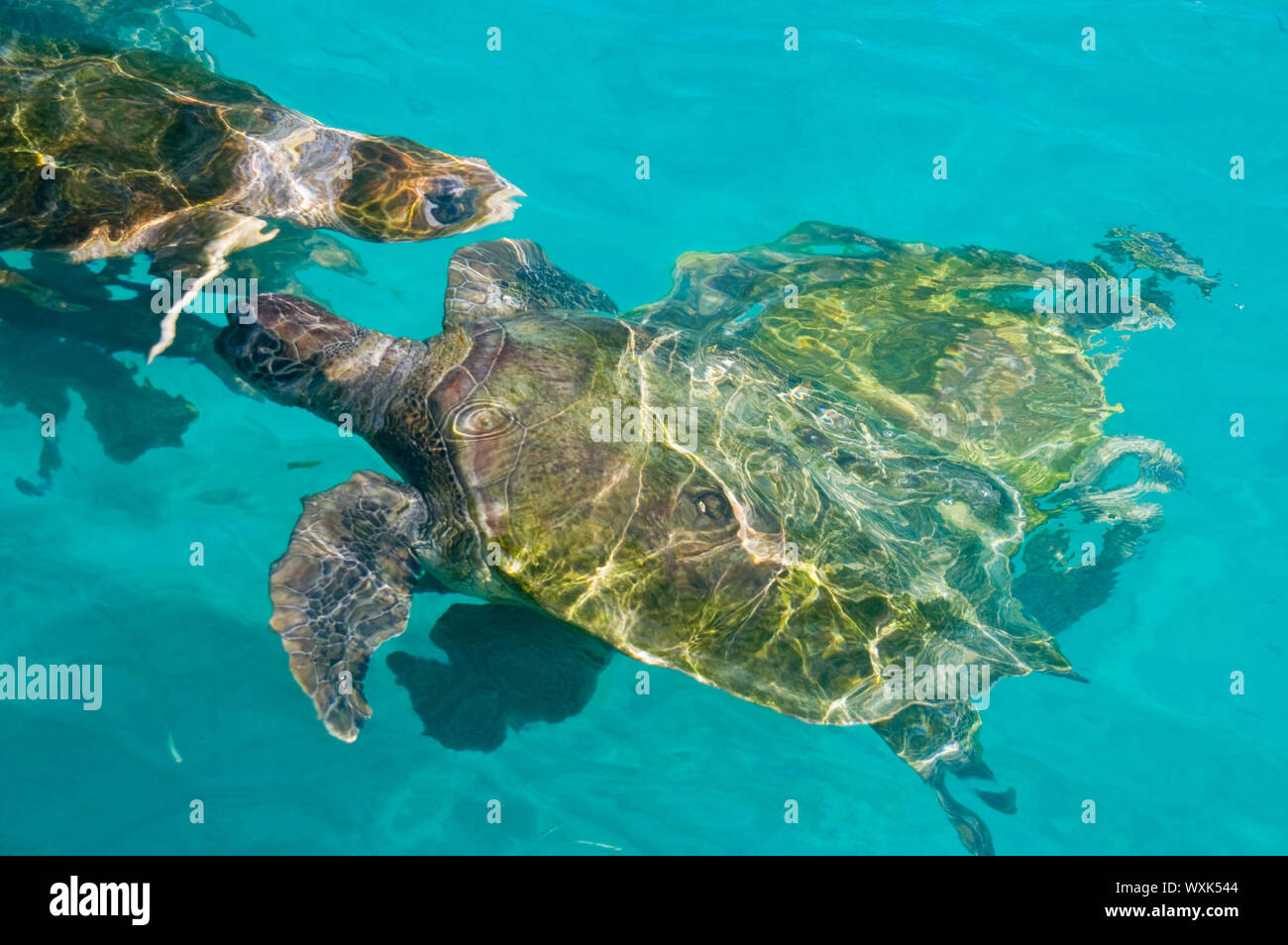 swimming sea turtles in clear turquoise sea water Stock Photo - Alamy