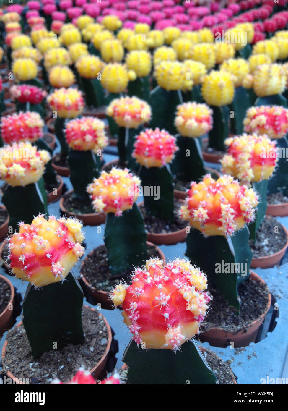 Colorful pink cactus hi-res stock photography and images - Alamy