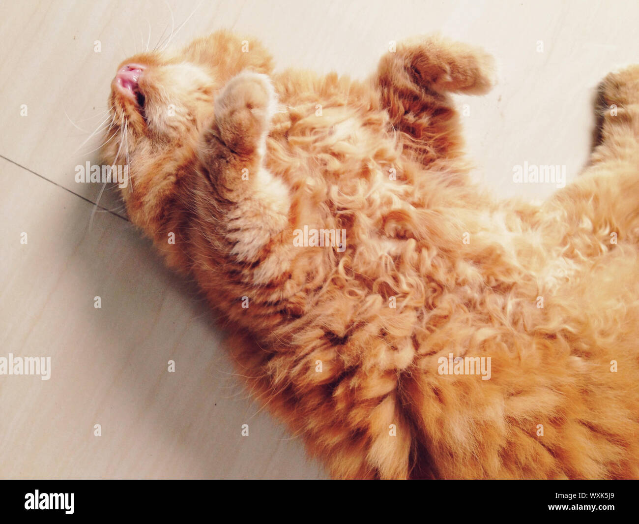 cat pretending to be dead Stock Photo - Alamy
