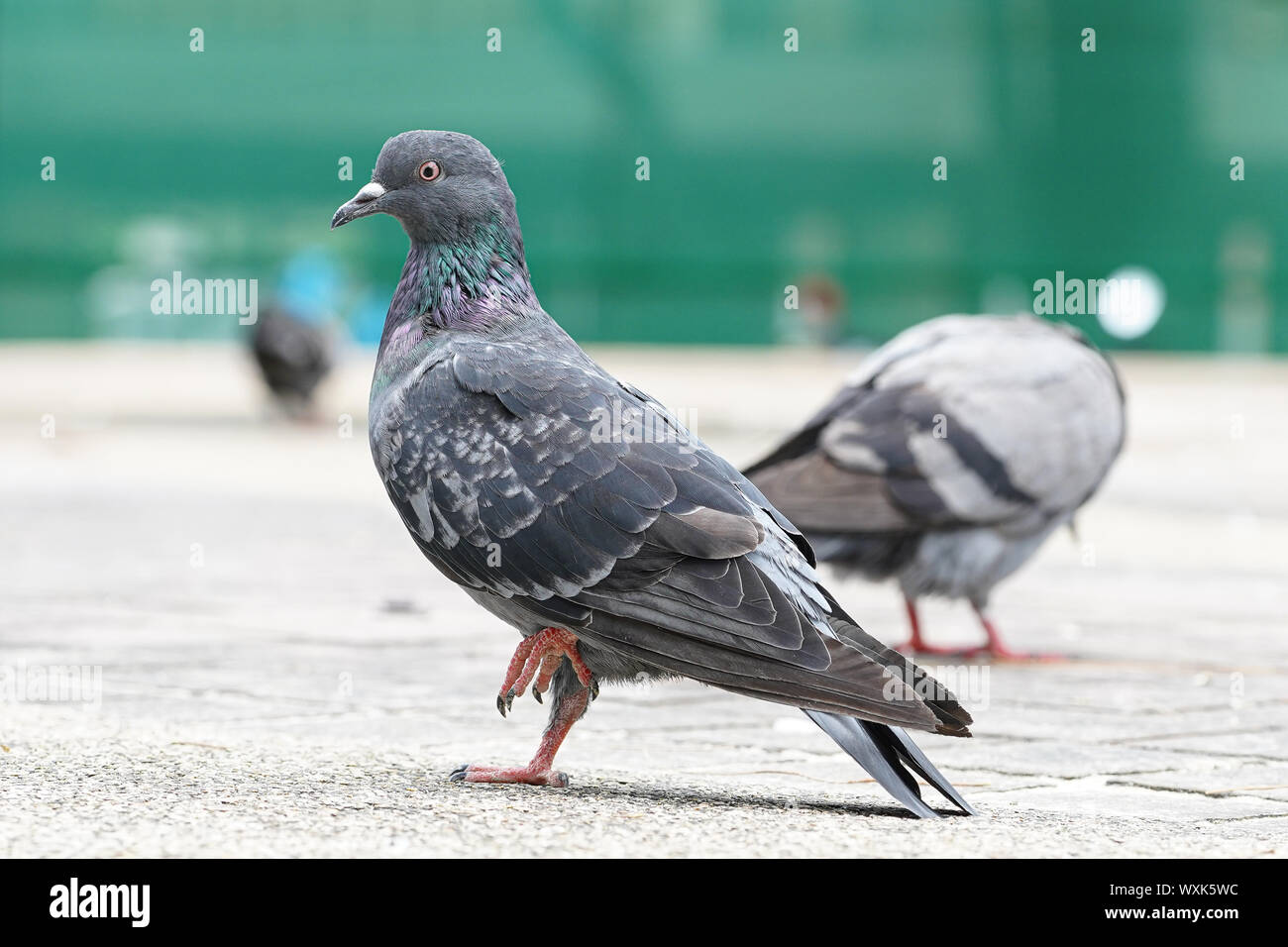 Dove bird close up zoom sharp high quality Stock Photo - Alamy