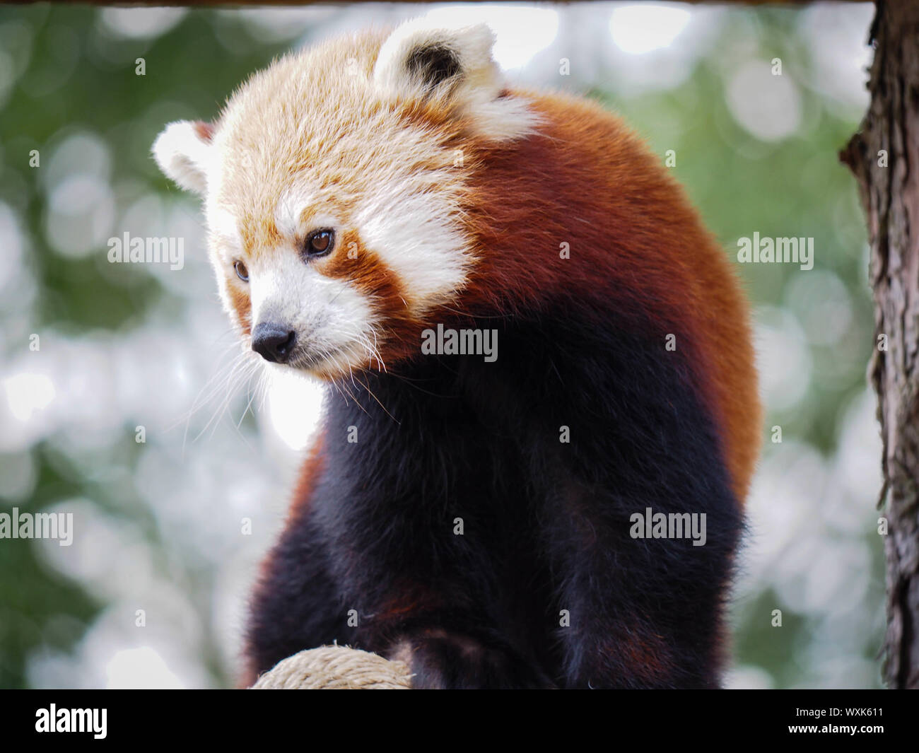 Red panda from zoo hi-res stock photography and images - Alamy