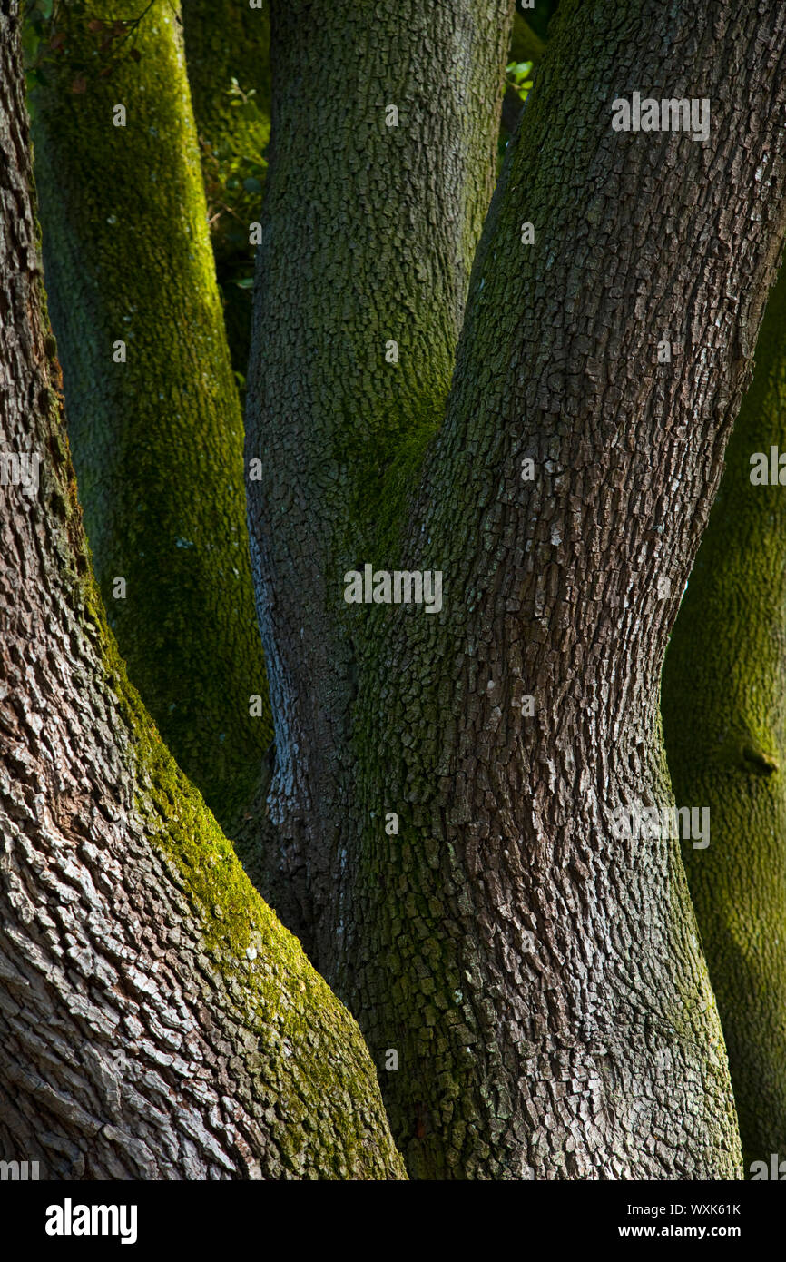 Encina centenaria hi-res stock photography and images - Alamy